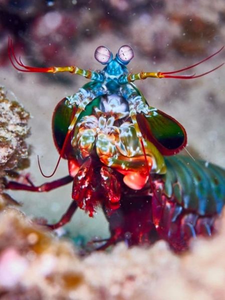 雀尾螳螂虾vs镰刀螳螂虾_哪个更凶猛-第1张图片-山城妙识