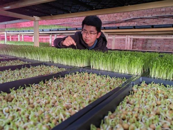 芽菜种植前景如何_芽菜种植赚钱吗-第1张图片-山城妙识