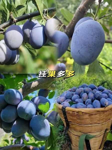 西梅树苗多少钱一棵_西梅树苗价格影响因素-第2张图片-山城妙识 西梅树苗多少钱一棵_西梅树苗价格影响因素-第2张图片-山城妙识