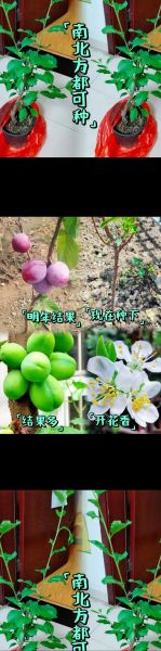 西梅树苗多少钱一棵_西梅树苗价格影响因素-第1张图片-山城妙识 西梅树苗多少钱一棵_西梅树苗价格影响因素-第1张图片-山城妙识