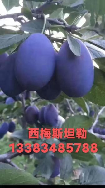 西梅树苗多少钱一棵_西梅树苗价格影响因素-第3张图片-山城妙识 西梅树苗多少钱一棵_西梅树苗价格影响因素-第3张图片-山城妙识