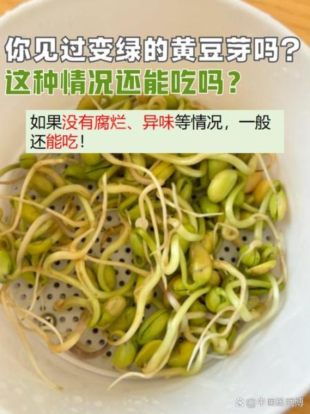 黄豆芽变绿豆芽还能吃吗_为什么会变绿-第1张图片-山城妙识