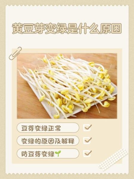 黄豆芽变绿豆芽还能吃吗_为什么会变绿-第2张图片-山城妙识