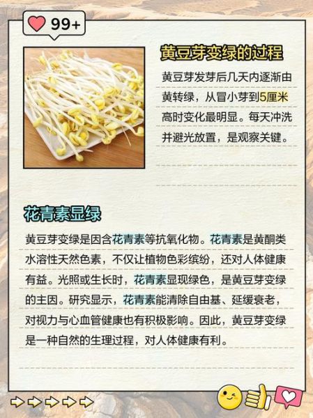 黄豆芽变绿豆芽还能吃吗_为什么会变绿-第3张图片-山城妙识
