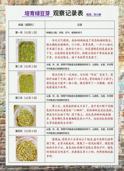 绿豆发芽观察日记7天_怎么写-第2张图片-山城妙识 绿豆发芽观察日记7天_怎么写-第2张图片-山城妙识