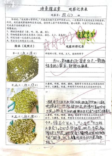 绿豆发芽观察日记7天_怎么写-第1张图片-山城妙识 绿豆发芽观察日记7天_怎么写-第1张图片-山城妙识