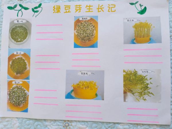 绿豆发芽观察日记7天_怎么写-第3张图片-山城妙识 绿豆发芽观察日记7天_怎么写-第3张图片-山城妙识