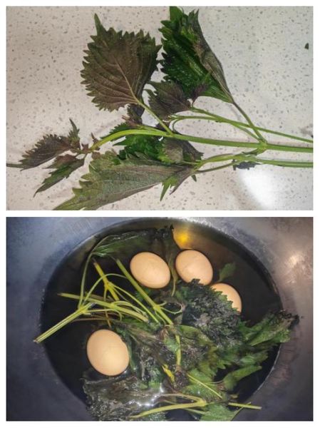 苏叶的吃法_苏叶怎么吃最健康-第3张图片-山城妙识