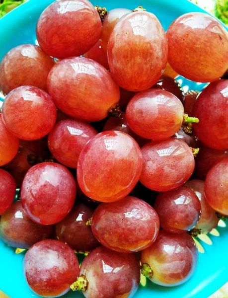 青提子和红提子哪个好_青提子红提子营养区别-第3张图片-山城妙识 青提子和红提子哪个好_青提子红提子营养区别-第3张图片-山城妙识