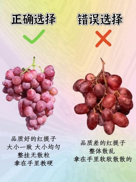 青提子和红提子哪个好_青提子红提子营养区别-第2张图片-山城妙识 青提子和红提子哪个好_青提子红提子营养区别-第2张图片-山城妙识