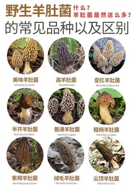 野生羊肚菌的功效与作用_羊肚菌怎么吃最营养-第3张图片-山城妙识 野生羊肚菌的功效与作用_羊肚菌怎么吃最营养-第3张图片-山城妙识
