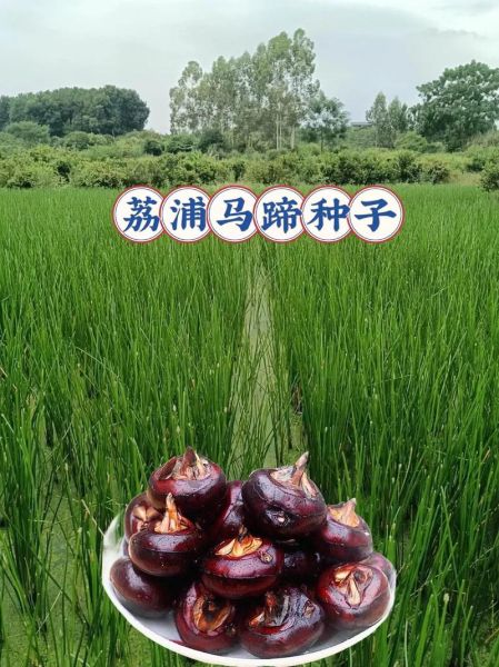 马蹄子图片大全哪里找_马蹄子高清图欣赏技巧-第3张图片-山城妙识 马蹄子图片大全哪里找_马蹄子高清图欣赏技巧-第3张图片-山城妙识