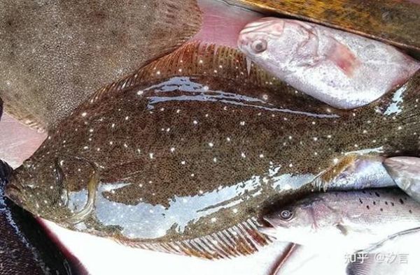 鸦片鱼热量高吗_鸦片鱼营养价值及功效-第1张图片-山城妙识