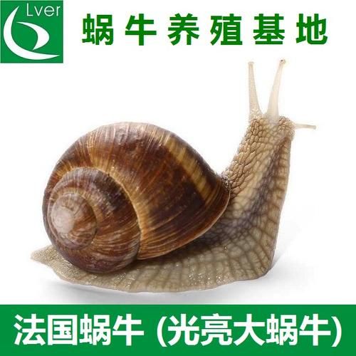 法国蜗牛是什么品种_法国蜗牛品种介绍-第2张图片-山城妙识 法国蜗牛是什么品种_法国蜗牛品种介绍-第2张图片-山城妙识
