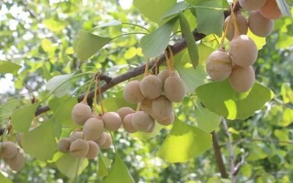 银杏树什么时候变黄_银杏树为什么被称为活化石-第1张图片-山城妙识