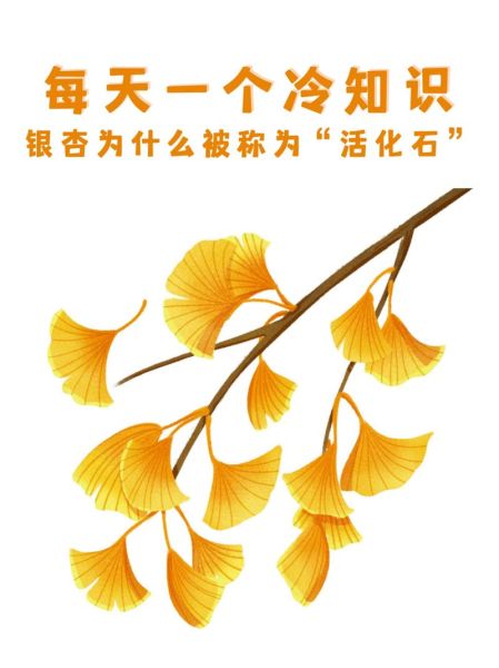银杏树什么时候变黄_银杏树为什么被称为活化石-第3张图片-山城妙识