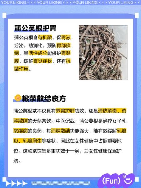 蒲公英根和叶子的功效区别_哪个更适合养生-第1张图片-山城妙识 蒲公英根和叶子的功效区别_哪个更适合养生-第1张图片-山城妙识