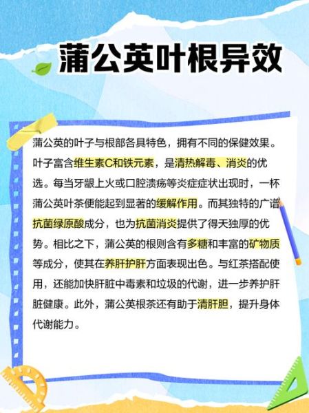 蒲公英根和叶子的功效区别_哪个更适合养生-第2张图片-山城妙识 蒲公英根和叶子的功效区别_哪个更适合养生-第2张图片-山城妙识