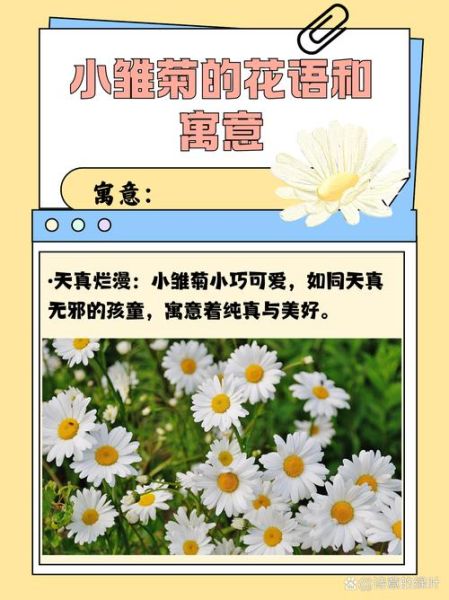 小雏菊为什么不吉利_小雏菊送人禁忌-第1张图片-山城妙识 小雏菊为什么不吉利_小雏菊送人禁忌-第1张图片-山城妙识