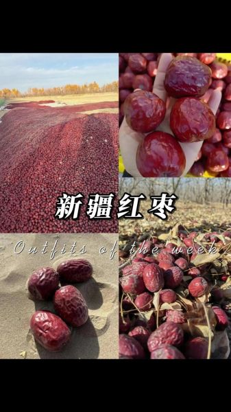 大枣品种有哪些_如何挑选优质大枣-第3张图片-山城妙识 大枣品种有哪些_如何挑选优质大枣-第3张图片-山城妙识