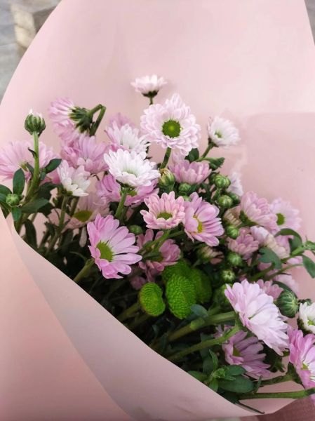 小雏菊为什么不吉利_小雏菊送人禁忌-第3张图片-山城妙识 小雏菊为什么不吉利_小雏菊送人禁忌-第3张图片-山城妙识