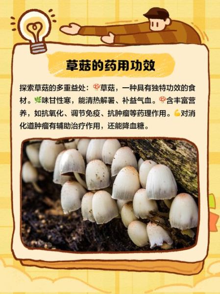 草蘑怎么保存_草蘑可以冷冻吗-第2张图片-山城妙识 草蘑怎么保存_草蘑可以冷冻吗-第2张图片-山城妙识