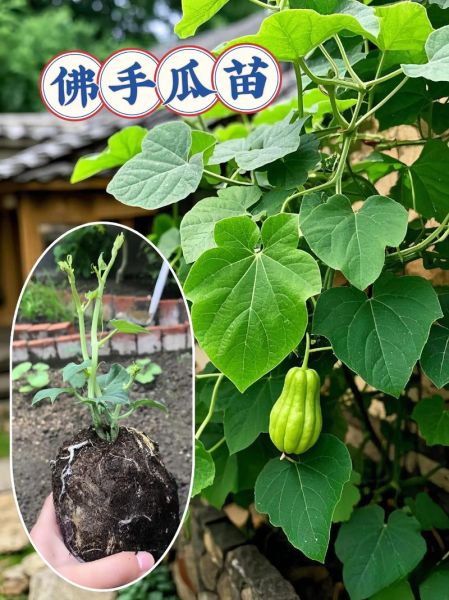 洋瓜长什么样_洋瓜和佛手瓜区别-第3张图片-山城妙识 洋瓜长什么样_洋瓜和佛手瓜区别-第3张图片-山城妙识