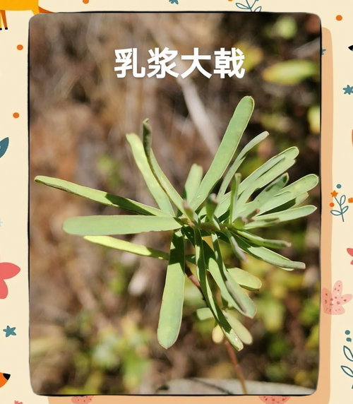 大戟怎么读_大戟的拼音和功效-第1张图片-山城妙识 大戟怎么读_大戟的拼音和功效-第1张图片-山城妙识