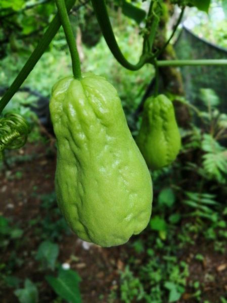 洋瓜长什么样_洋瓜和佛手瓜区别-第2张图片-山城妙识 洋瓜长什么样_洋瓜和佛手瓜区别-第2张图片-山城妙识