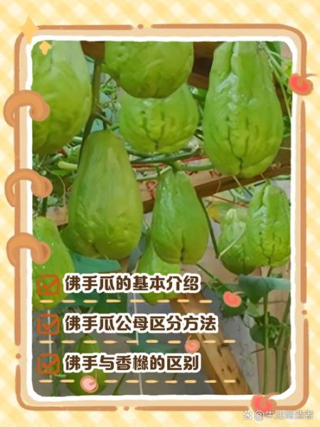 洋瓜长什么样_洋瓜和佛手瓜区别-第1张图片-山城妙识 洋瓜长什么样_洋瓜和佛手瓜区别-第1张图片-山城妙识