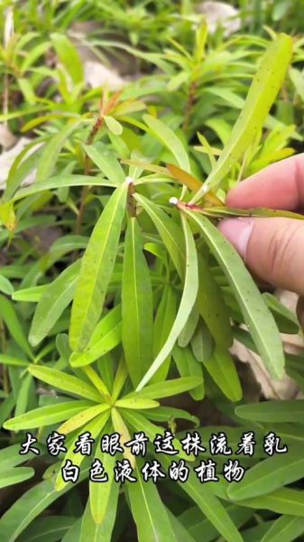 大戟怎么读_大戟的拼音和功效-第2张图片-山城妙识 大戟怎么读_大戟的拼音和功效-第2张图片-山城妙识