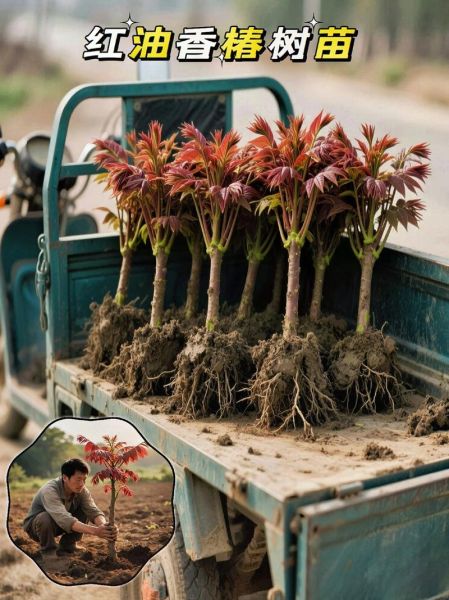 香椿树风水禁忌_香椿树种在院子哪个方位好-第3张图片-山城妙识 香椿树风水禁忌_香椿树种在院子哪个方位好-第3张图片-山城妙识