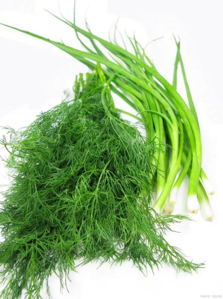 茴香长什么样_茴香图片特征-第2张图片-山城妙识 茴香长什么样_茴香图片特征-第2张图片-山城妙识