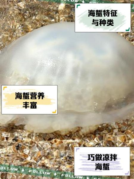 海蜇图片大全大图_活体海蜇长什么样-第3张图片-山城妙识 海蜇图片大全大图_活体海蜇长什么样-第3张图片-山城妙识