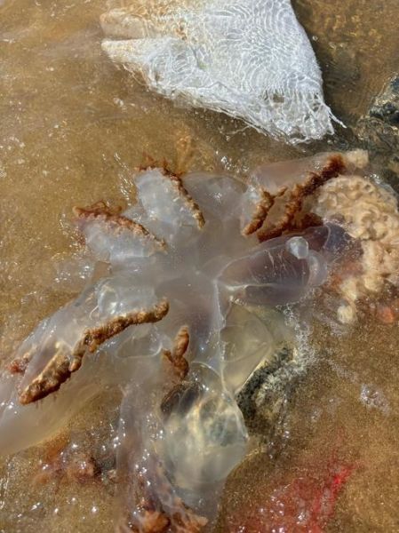 海蜇图片大全大图_活体海蜇长什么样-第1张图片-山城妙识 海蜇图片大全大图_活体海蜇长什么样-第1张图片-山城妙识