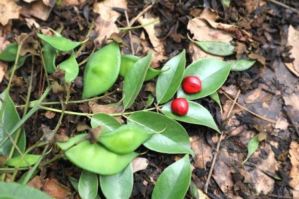 红豆沙树有什么功效_红豆沙树的作用与禁忌-第1张图片-山城妙识 红豆沙树有什么功效_红豆沙树的作用与禁忌-第1张图片-山城妙识