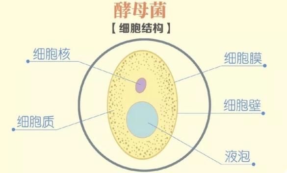 酵母菌无氧呼吸产物有哪些_为什么会产生酒精-第1张图片-山城妙识 酵母菌无氧呼吸产物有哪些_为什么会产生酒精-第1张图片-山城妙识