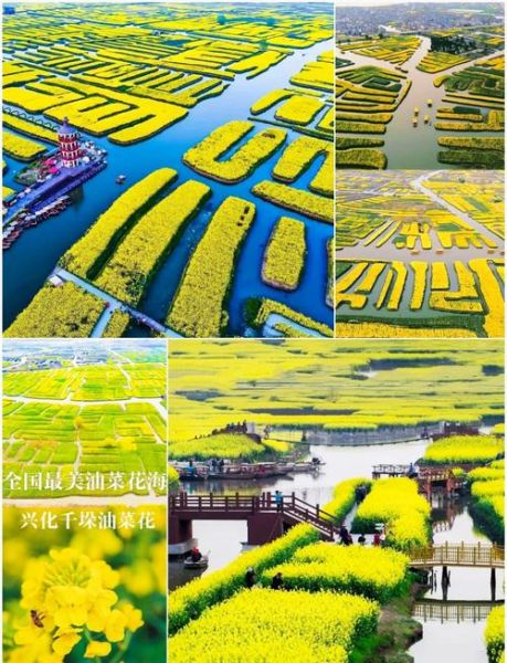 兴化菜花节什么时候去最好_兴化千垛景区油菜花观赏攻略-第1张图片-山城妙识 兴化菜花节什么时候去最好_兴化千垛景区油菜花观赏攻略-第1张图片-山城妙识