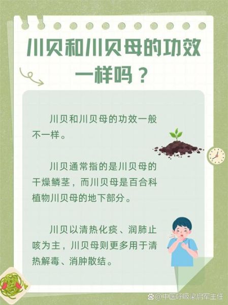 贝母的功效与作用_川贝母和浙贝母的区别-第3张图片-山城妙识 贝母的功效与作用_川贝母和浙贝母的区别-第3张图片-山城妙识