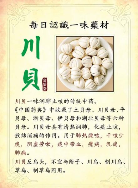 贝母的功效与作用_川贝母和浙贝母的区别-第2张图片-山城妙识 贝母的功效与作用_川贝母和浙贝母的区别-第2张图片-山城妙识