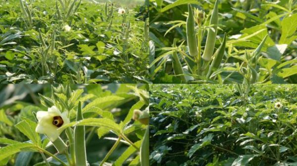 秋葵视频下载安卓版安全吗_秋葵视频下载安卓版怎么安装-第3张图片-山城妙识 秋葵视频下载安卓版安全吗_秋葵视频下载安卓版怎么安装-第3张图片-山城妙识