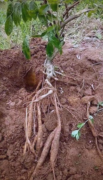 牛大力有什么功效与作用_牛大力主治什么病-第3张图片-山城妙识 牛大力有什么功效与作用_牛大力主治什么病-第3张图片-山城妙识