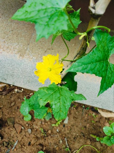 丝瓜向日葵草莓鸭脖小猪_哪个更适合做夜宵-第1张图片-山城妙识