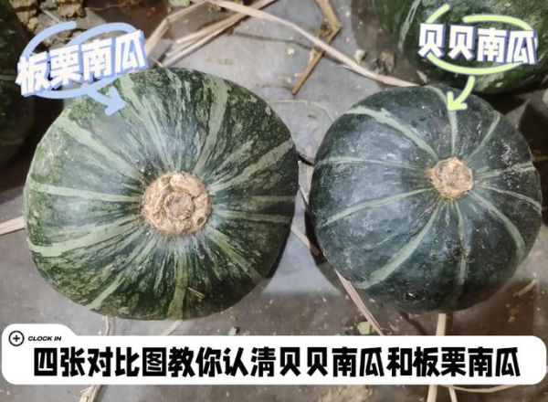 南瓜品种有哪些_如何区分常见南瓜-第2张图片-山城妙识 南瓜品种有哪些_如何区分常见南瓜-第2张图片-山城妙识