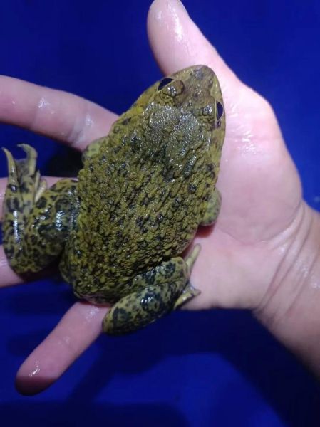 田鸡要煮多久才能杀死寄生虫_田鸡寄生虫怎么彻底杀死-第1张图片-山城妙识 田鸡要煮多久才能杀死寄生虫_田鸡寄生虫怎么彻底杀死-第1张图片-山城妙识