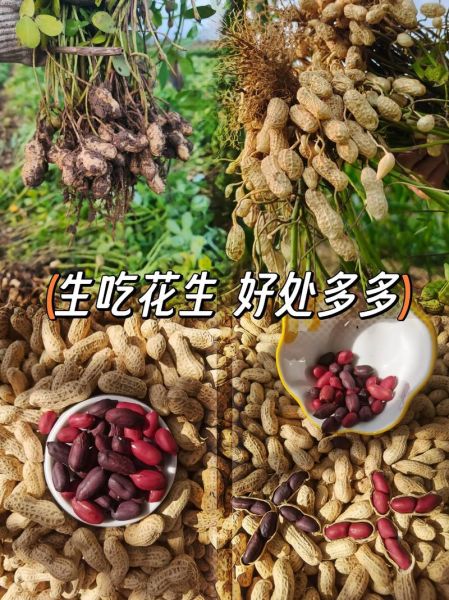 什么时候吃花生最好_花生一天吃多少合适-第1张图片-山城妙识