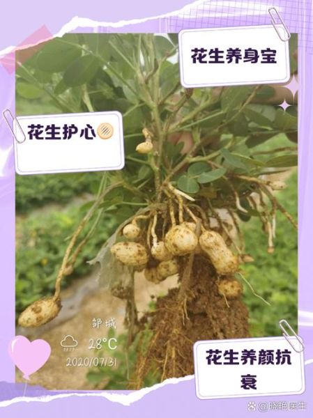 什么时候吃花生最好_花生一天吃多少合适-第3张图片-山城妙识