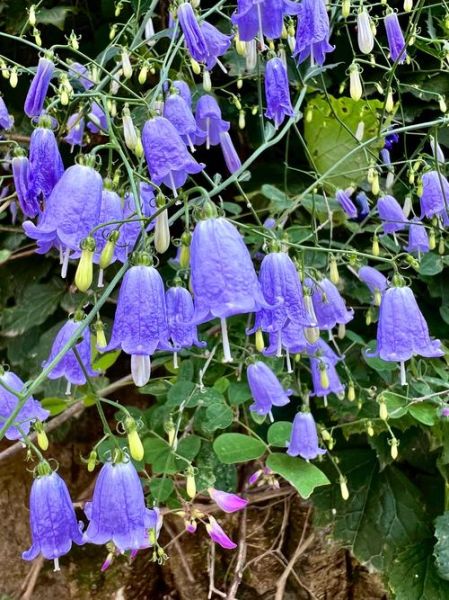 野生沙参长什么样_野生沙参和种植沙参区别-第2张图片-山城妙识