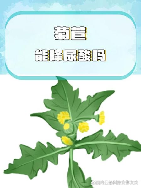 菊苣的功效与作用_菊苣能降尿酸吗-第1张图片-山城妙识 菊苣的功效与作用_菊苣能降尿酸吗-第1张图片-山城妙识