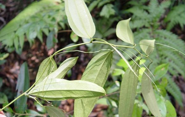 茯苓长什么样子_茯苓叶子图片大全-第3张图片-山城妙识